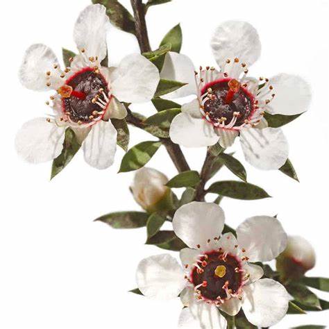 Manuka honey face cream base – Lux Natures Soaps & Skincare